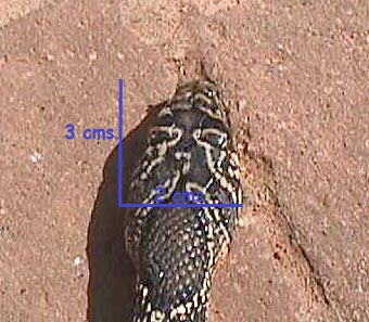 Colubrid Snakes at Vale Grifo, Western Algarve, Portugal