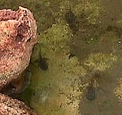 Frogs, toad, snake at Vale Grifo, Western Algarve, Portugal